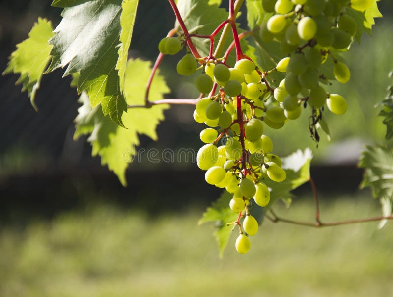 White grape stock photo. Image of cluster, grow, beautiful - 25778624