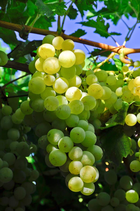 White grape stock photo. Image of apulia, white, wine - 26634776