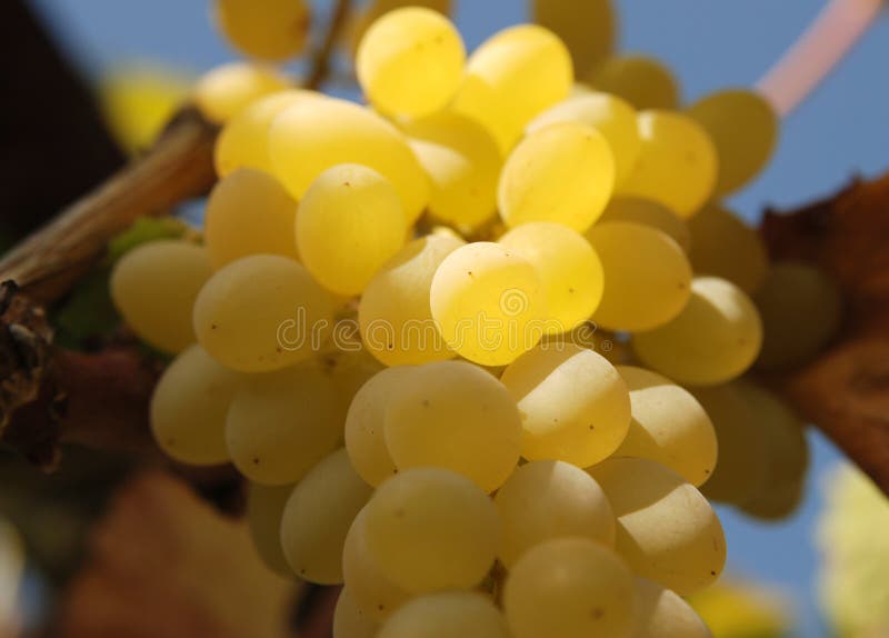 White grape on the vine stock image. Image of harvesting - 11151269