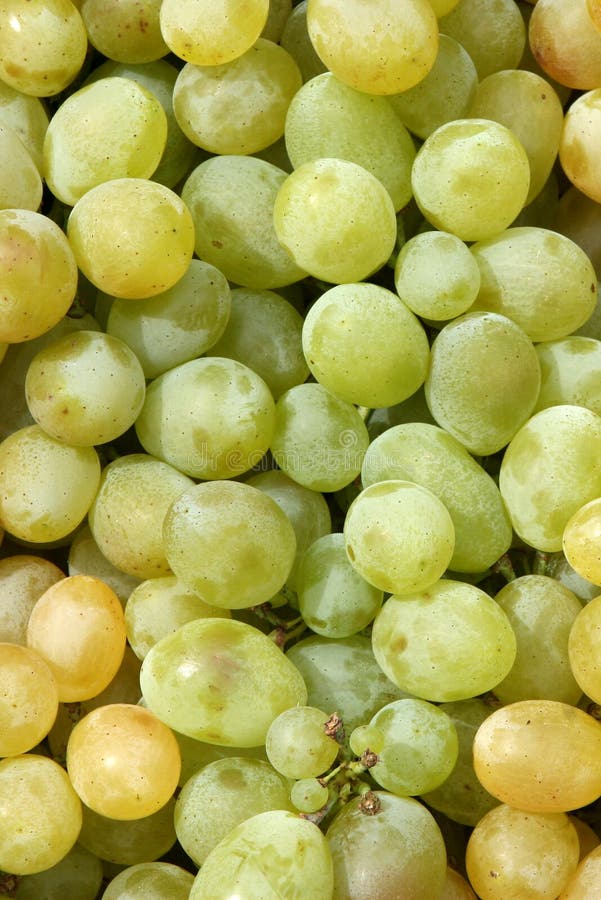 2,600+ White grape background Free Stock Photos - StockFreeImages