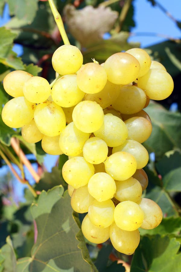 White grape stock photo. Image of golden, healthy, croatia - 32994522