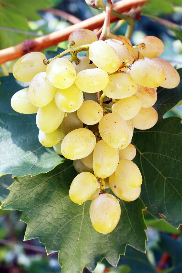 White grape stock image. Image of harvest, rural, sunny - 32994405