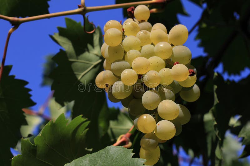 White Grape stock image. Image of grape, countryside - 33244295