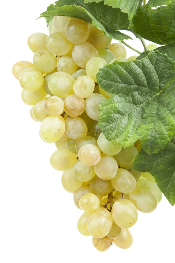 White grape, isolated stock photo. Image of decoration - 22986368