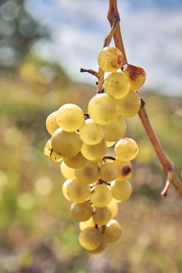 White Grape Ripe in Sunlight 01 Stock Image - Image of sweet, summer ...