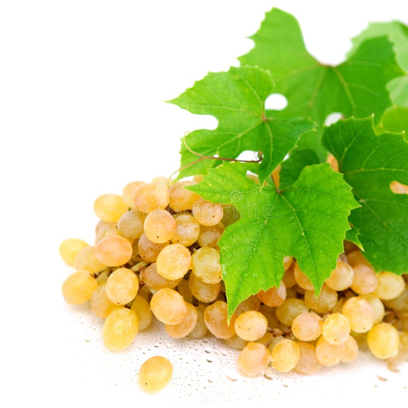 White grape stock photo. Image of bunch, grapes, juicy - 31377076