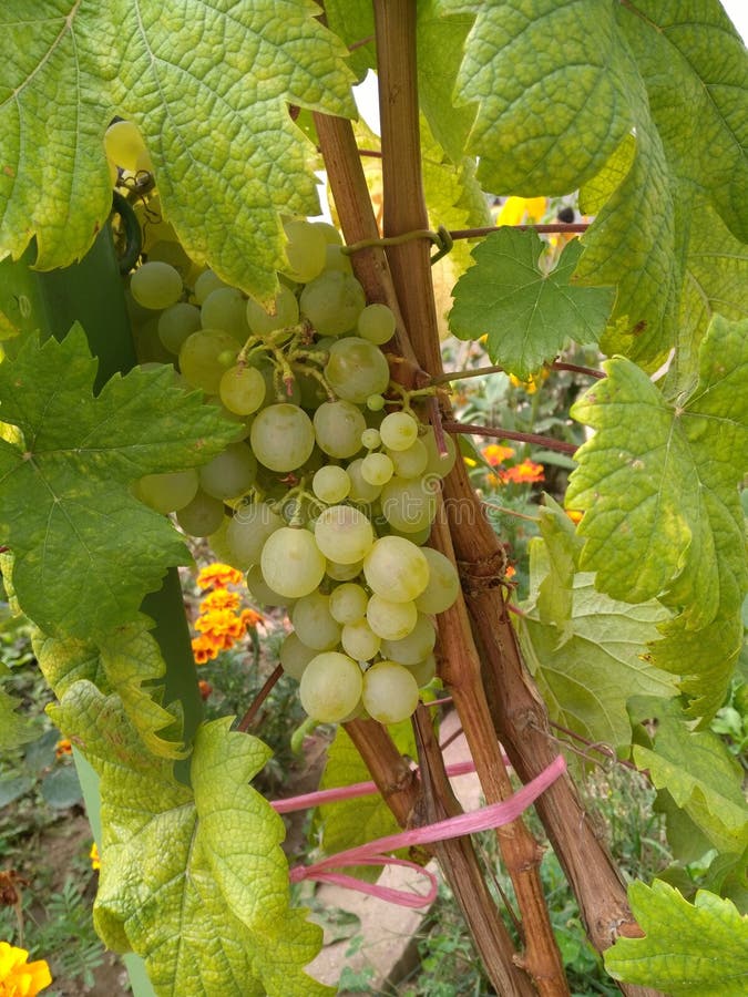 White grape stock image. Image of vino, white, tree, grape - 76461259