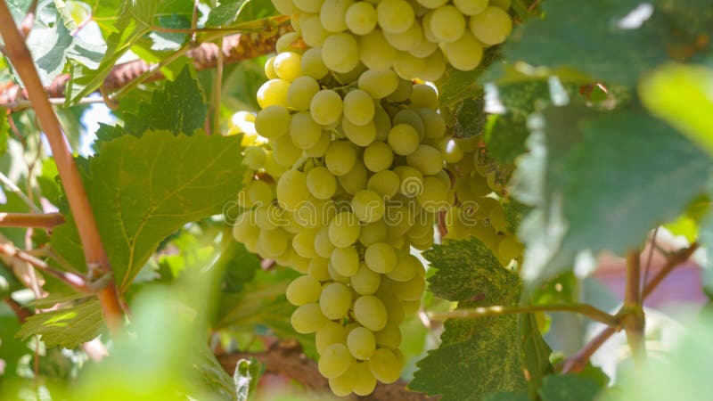 White grapes stock image. Image of plant, grapevine - 230756521