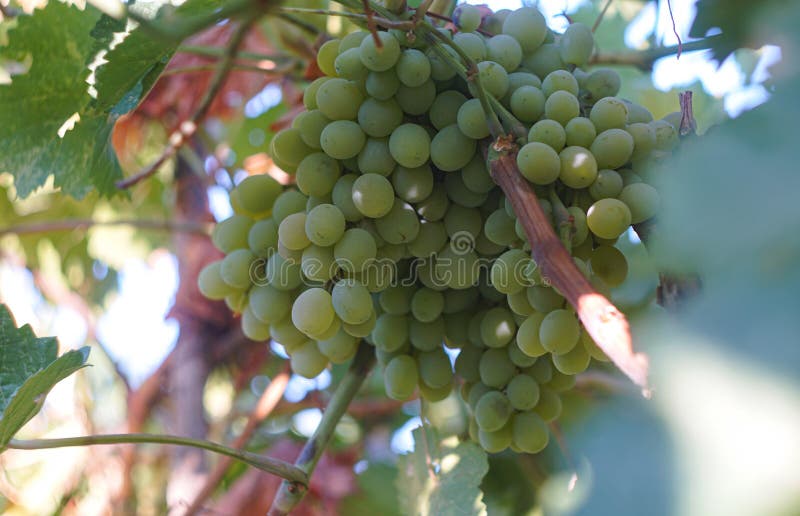White grape tree stock image. Image of food, field, grape - 230755223