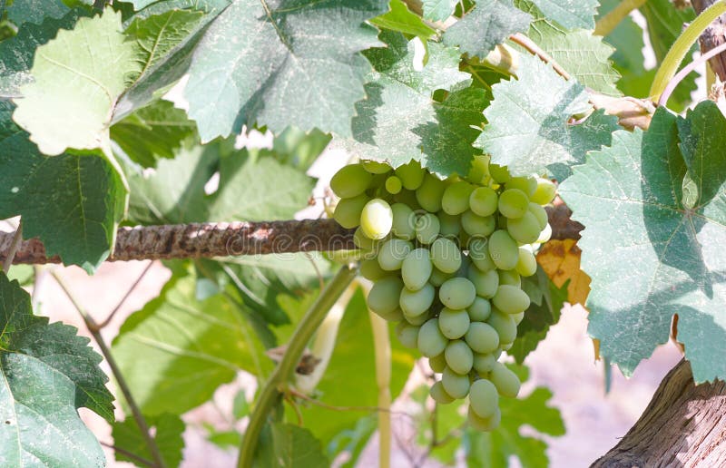 White grape tree stock image. Image of autumn, growth - 230753983