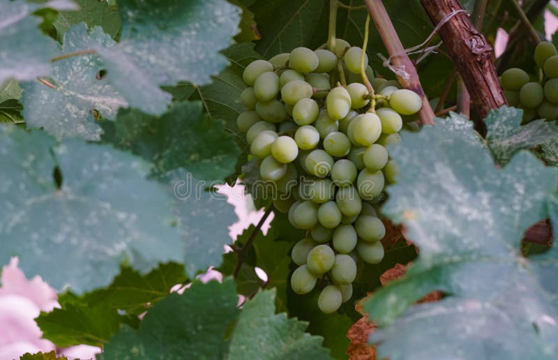White grapes stock image. Image of growing, agriculture - 230756303
