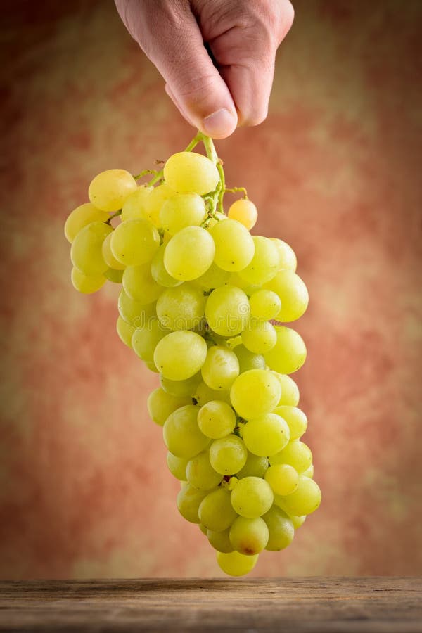 White grape stock photo. Image of juicy, food, autumn - 34097538