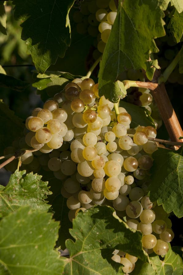 White grape wine stock image. Image of leaf, diet, health - 23738875