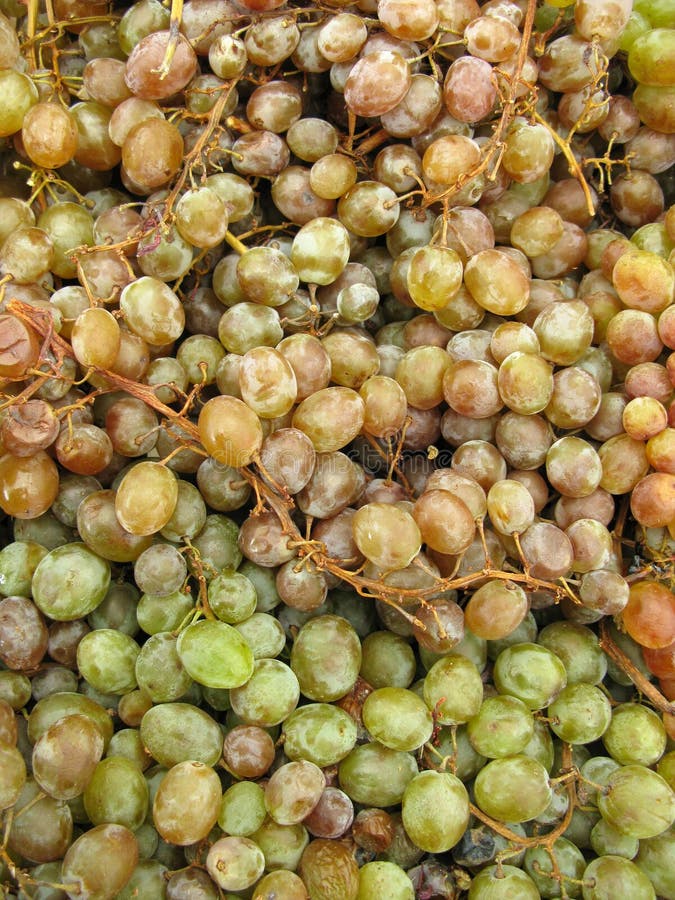 White grapes stock photo. Image of grapes, bunch, refreshing - 10635796