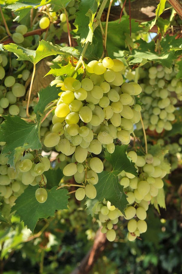 White grapes stock image. Image of product, bunch, grapes - 11120911