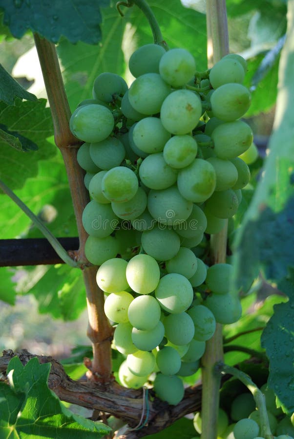 White grapes stock image. Image of abstract, color, nature - 11731085