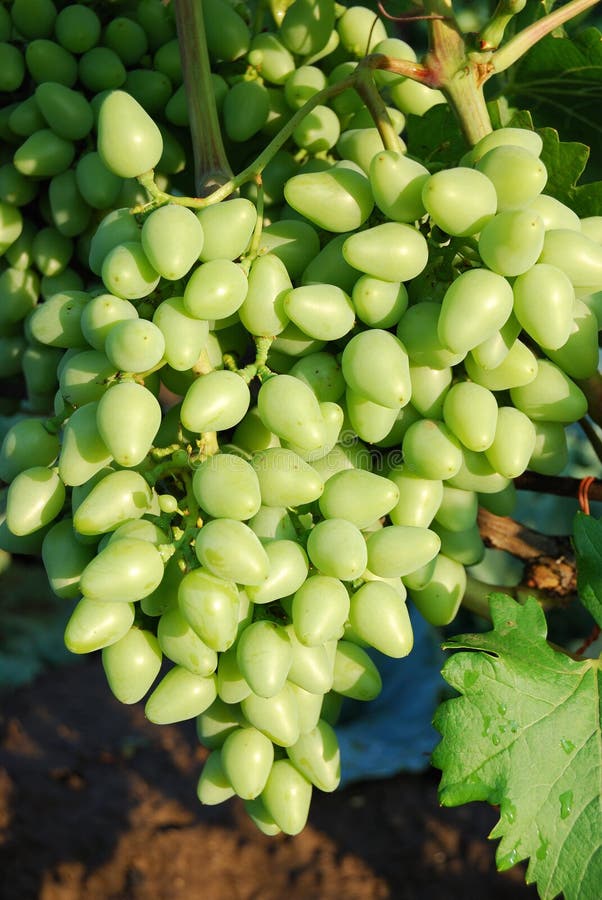 White grapes stock image. Image of copyspace, fresh, growth - 11731173