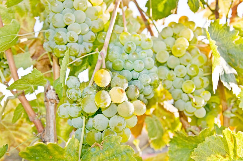 White grapes stock photo. Image of fresh, food, dessert - 13594252