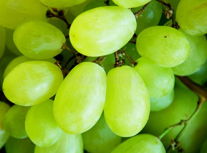White grapes stock photo. Image of fruit, grapes, sardinia - 15518506