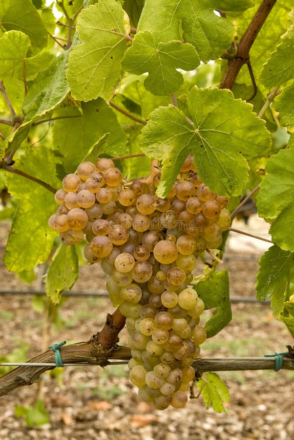 White grapes stock photo. Image of nutritious, cluster - 15561180