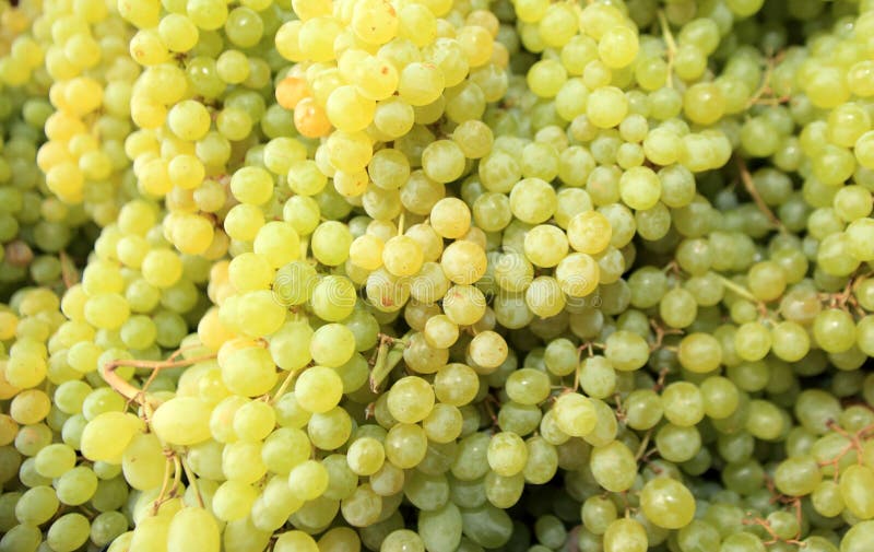 White Grapes stock image. Image of healthy, sweet, fruit - 20949245