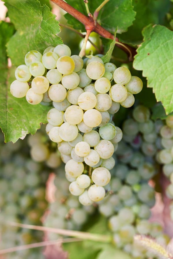 White grapes stock image. Image of green, bunch, sweet - 21517897