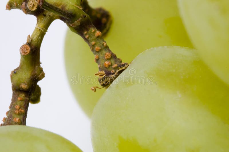 White grapes stock photo. Image of harvesting, grape, color - 2201532