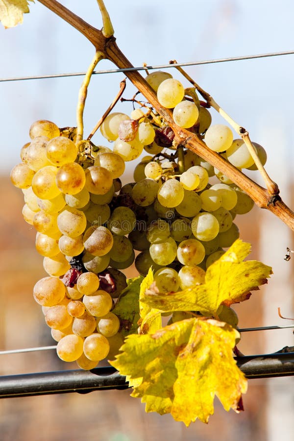 White grapes stock image. Image of exteriors, white, natural - 22798957