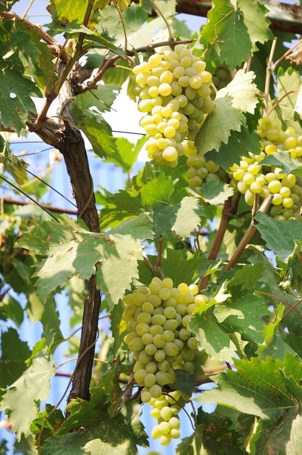 Bunch of white grapes stock photo. Image of breakfast - 1672530
