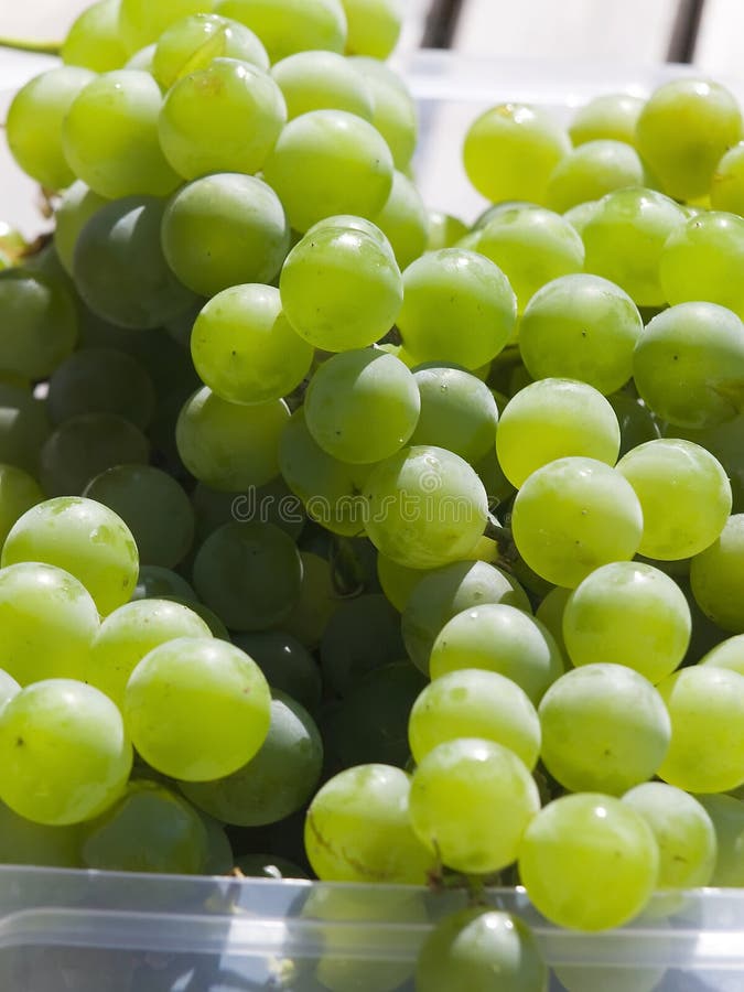 White grapes stock photo. Image of growth, copy, beautiful - 26624408