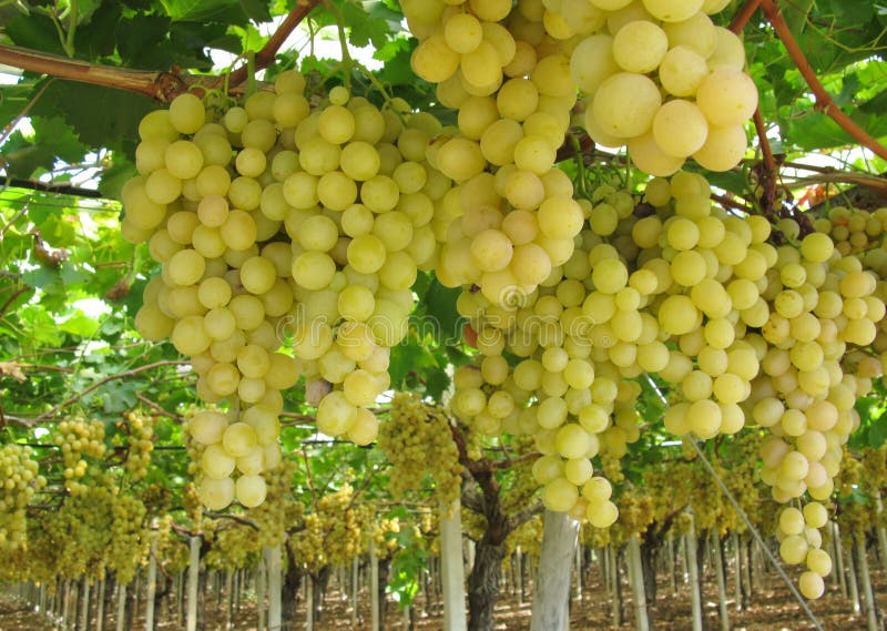White grapes stock image. Image of county, outdoor, bunch - 27736567