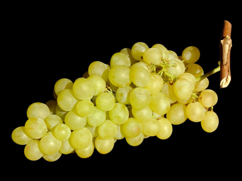 White grapes stock image. Image of bunch, grapes, white - 4054065