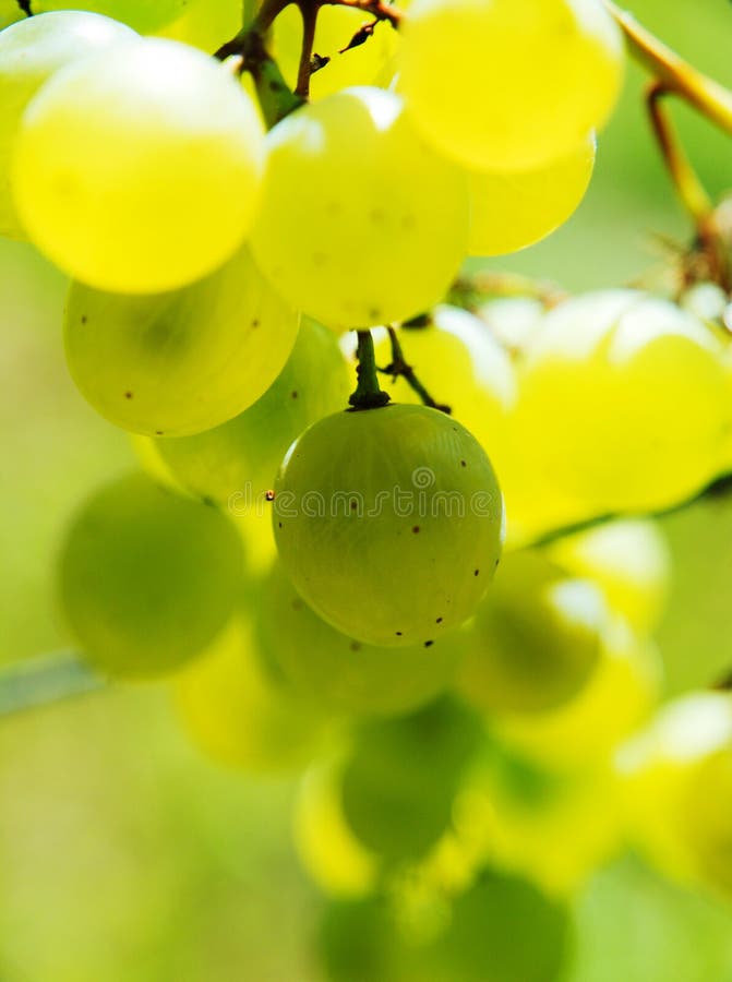 White grapes stock photo. Image of eating, dieting, harvesting - 6166272