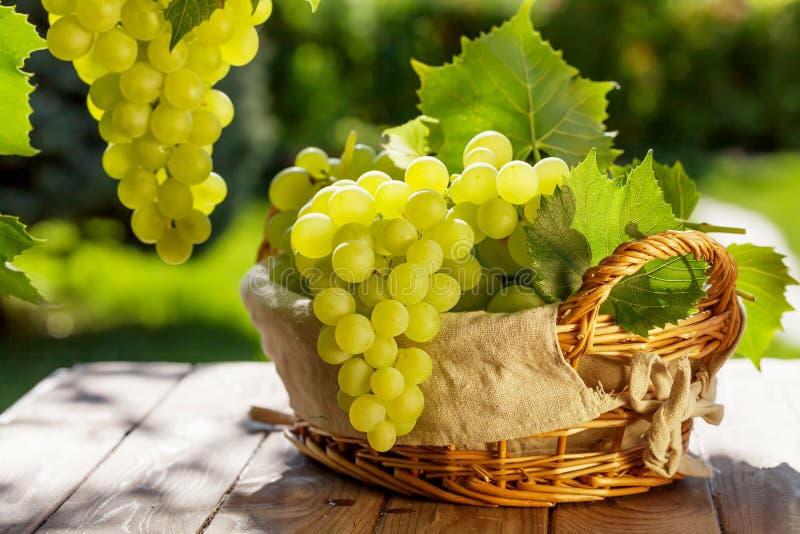 White grapes stock image. Image of garden, leaves, branch - 77256265