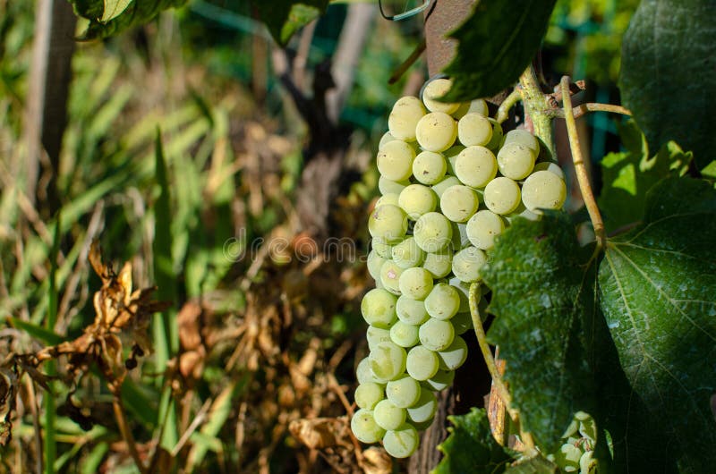 White Grapes, Bunch of Grapes while Harvesting, Pruning, Harvesting and ...
