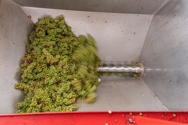 White Grapes are Crushing by Industrial Grape Crusher Machine Stock ...
