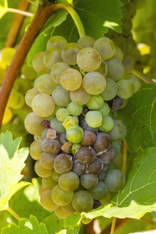 White Grapes Damaged by Ants and Attacked Infested with Rot and Mold ...