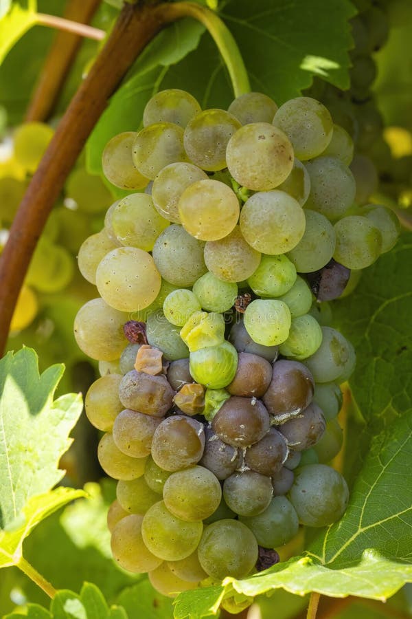 White Grapes Damaged by Ants and Attacked Infested with Rot and Mold ...