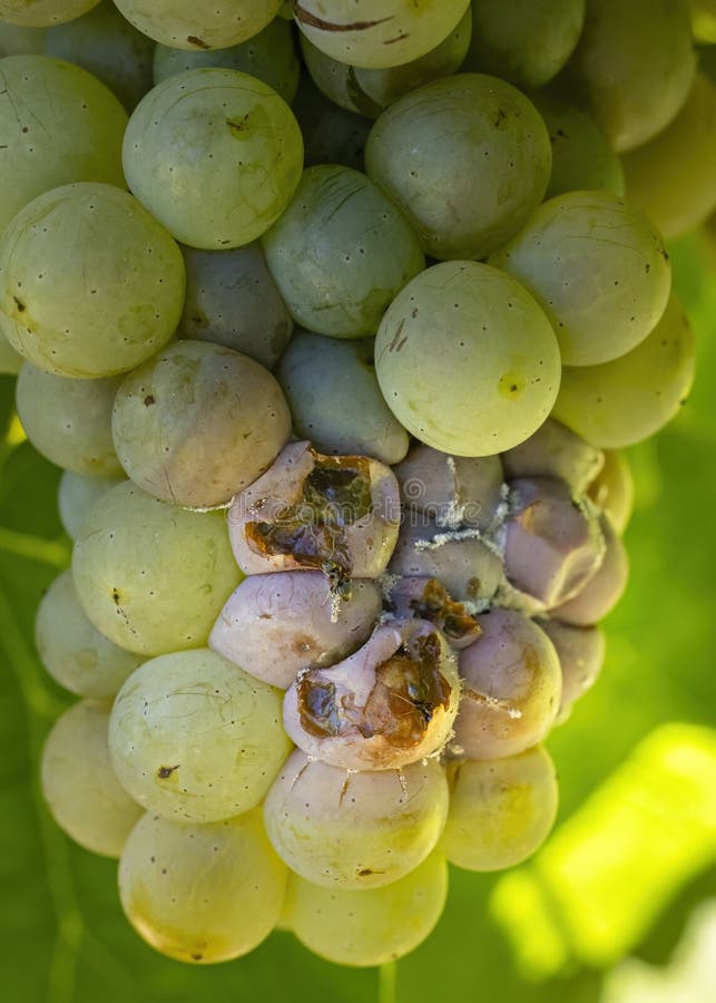 White Grapes Damaged by Ants and Attacked Infested with Rot and Mold ...