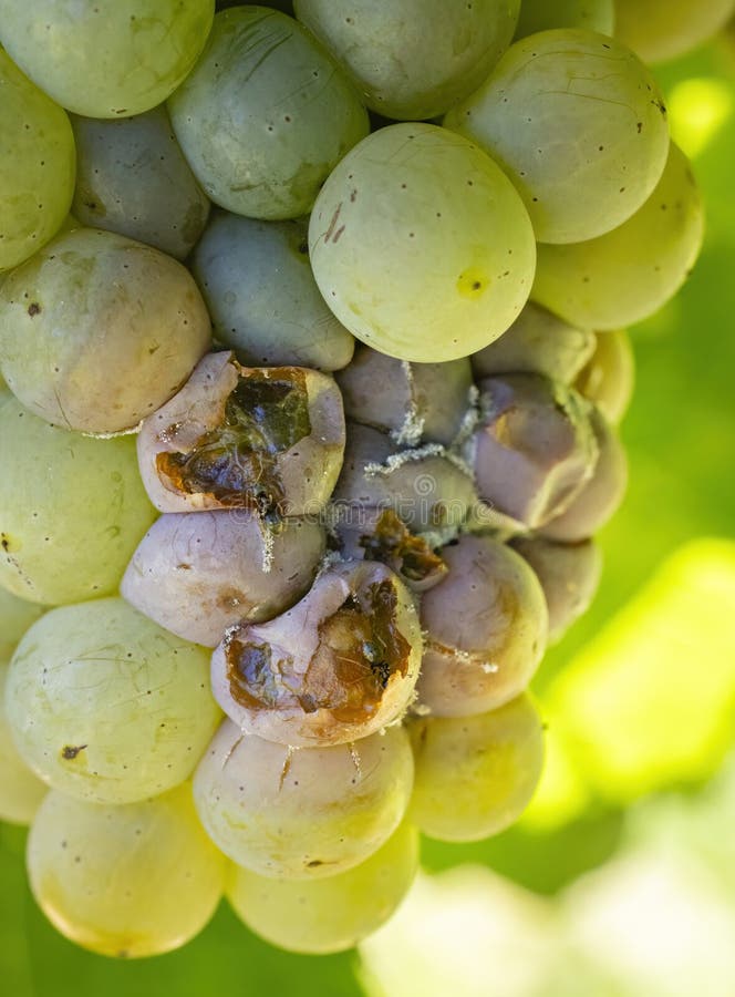 White Grapes Damaged by Ants and Attacked Infested with Rot and Mold ...