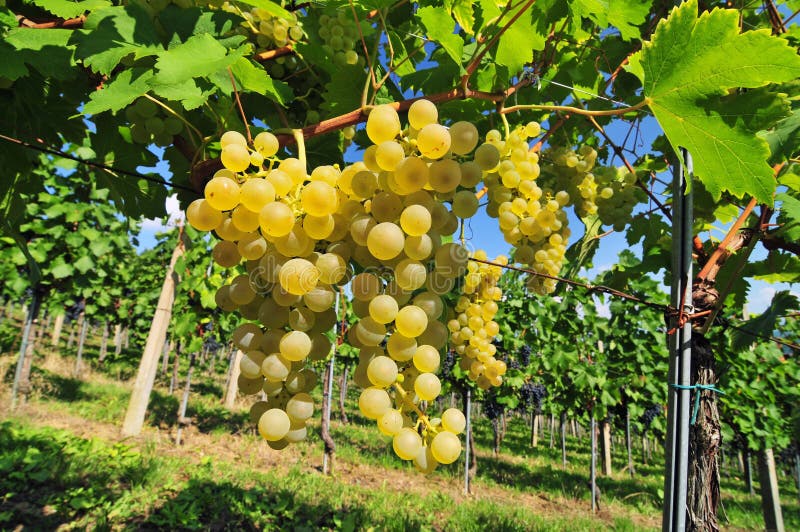 White grapes stock photo. Image of bright, grape, grapevines - 58438014
