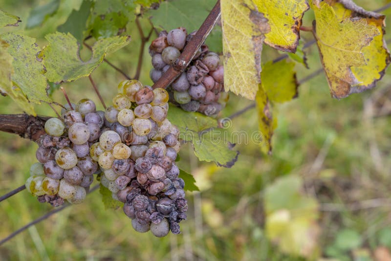 White Grapes Infested with Rot and Mold Stock Photo - Image of pathogen ...