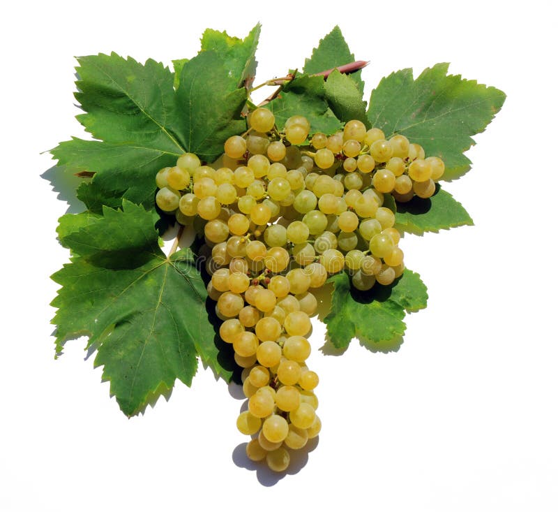 White Grapes Isolated on White Stock Photo - Image of assortment ...