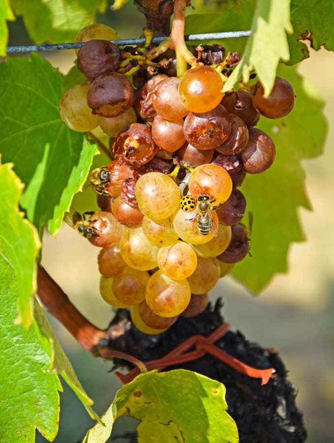 Tokay grapes stock photo. Image of farming, grow, produce - 56308616
