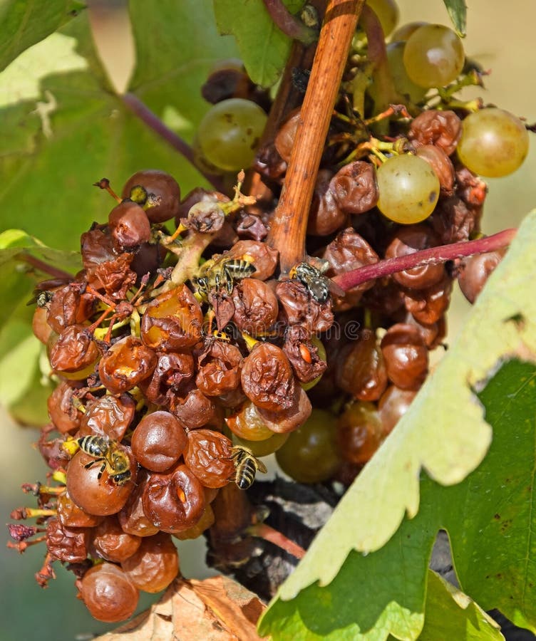 White Grapes for Making the Famous Wine Hungarian Tokaji Aszu Stock ...