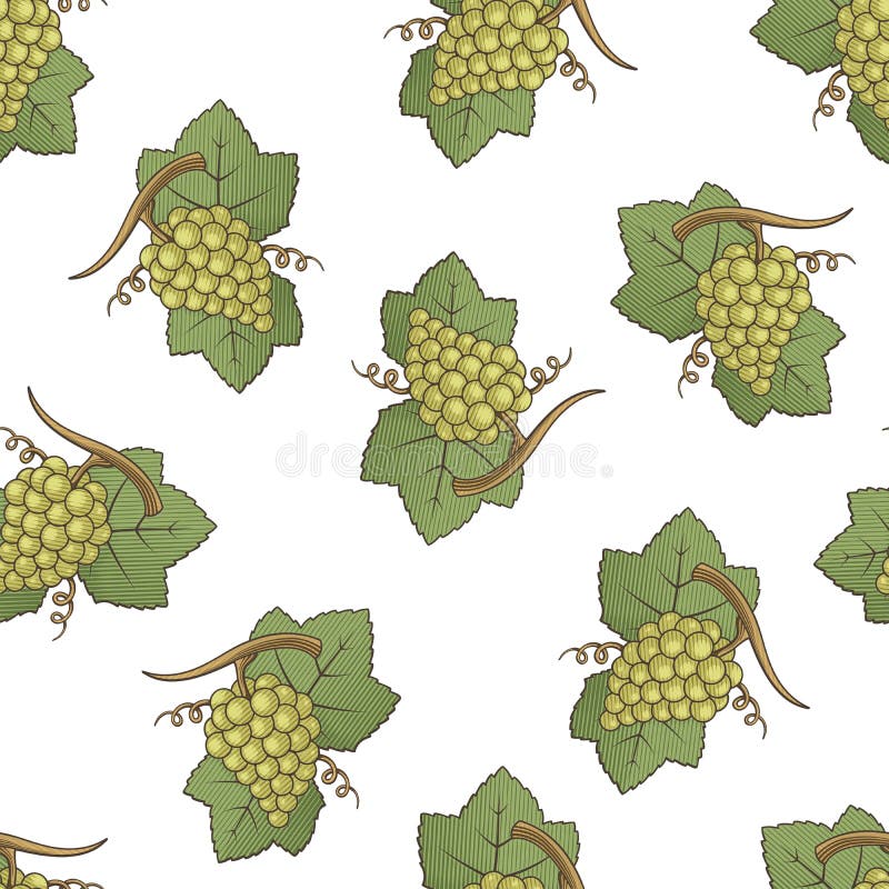 White grapes stock vector. Illustration of nature, object - 30742867