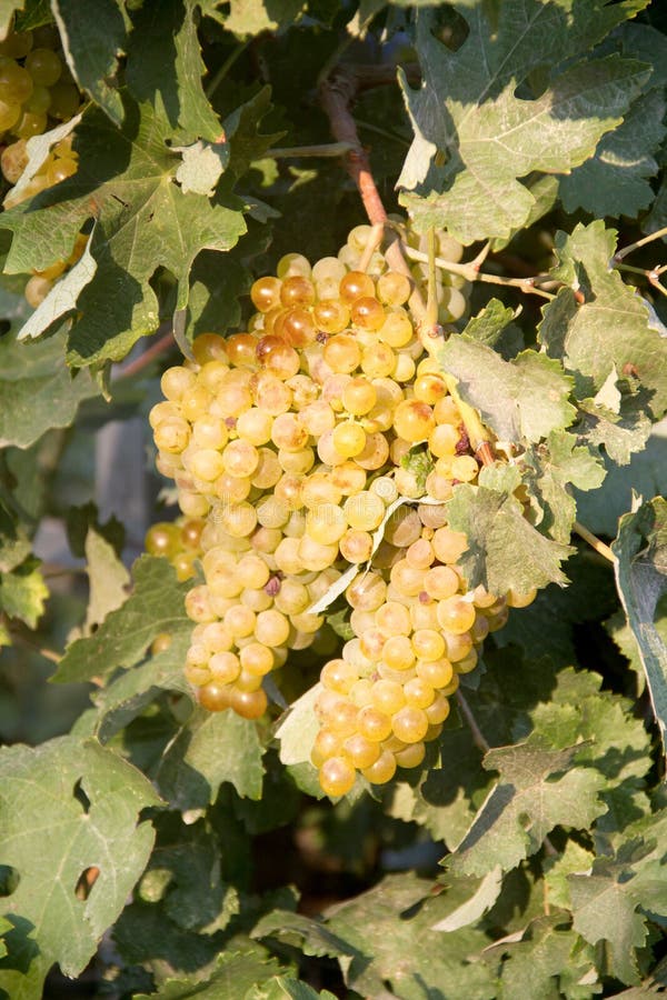 White grapes stock photo. Image of autumn, yellow, selective - 48108068