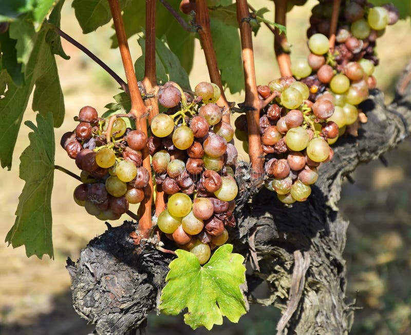 Pinot Grigio Grape Variety. Ripe Bunch of Grapes during Harvest at the ...