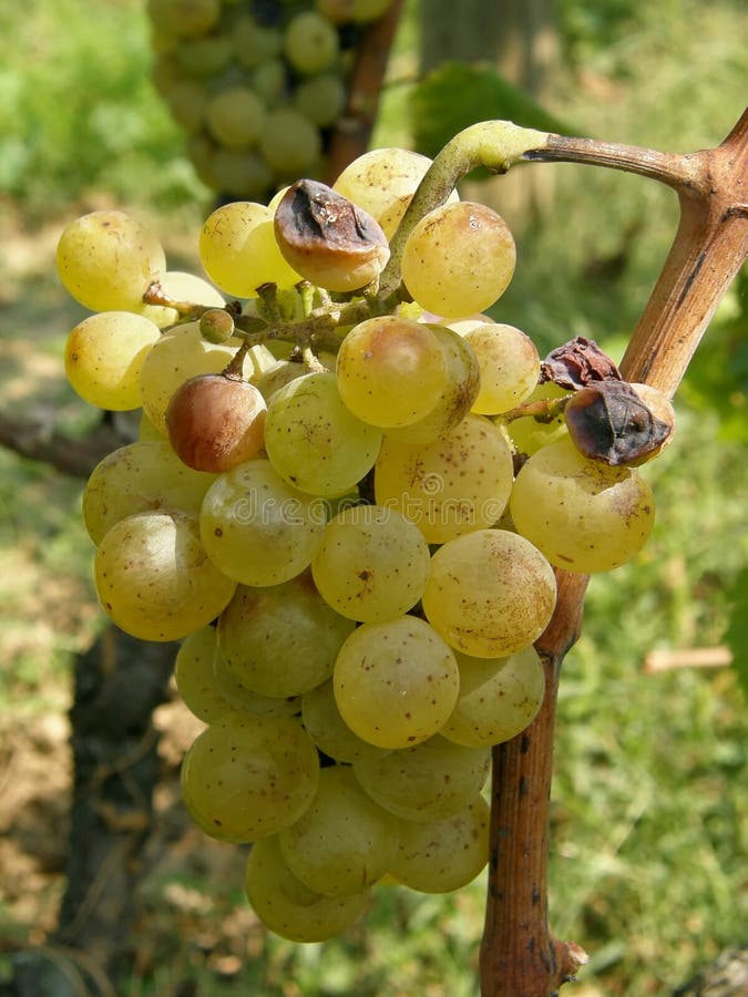 White Grapes With Ripe And Rotten Fruits Stock Image - Image of autumn ...