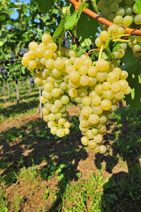 White grapes stock photo. Image of countryside, blanc - 58438232
